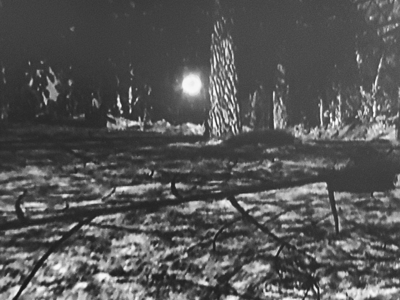 New Civilian Photos of Britain’s Rendlesham Forest UFO Incident Show a